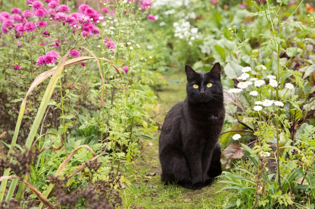 9 Facts to Know About the Bombay Cat - Pick-Kart .com