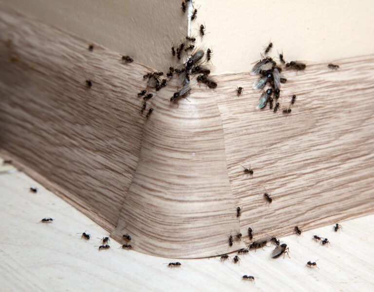 7 Tips for Getting Rid of Invading Ants - Pick-Kart .com