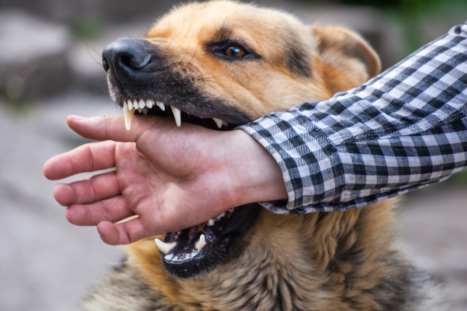 What Are Dog Bite Infection Symptoms? - Pick-Kart .com